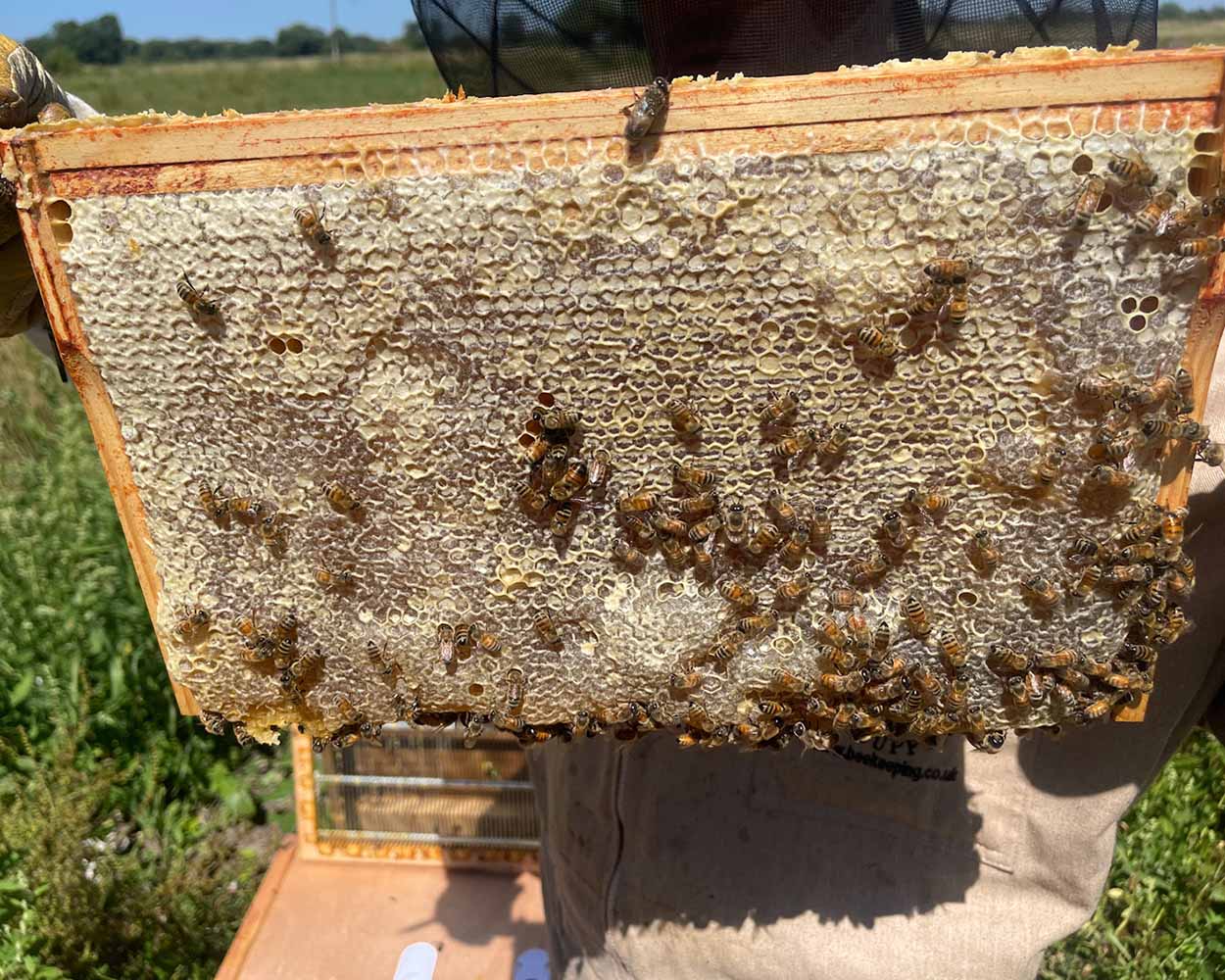 Orchard Raw Filtered Honey coming soon!